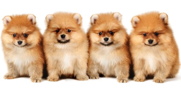 Treatment Options for Liver Shunts In Puppy Pomeranians