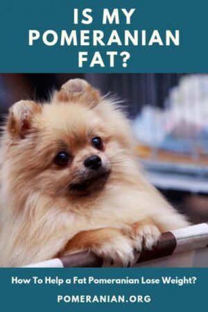 Is My Pomeranian Fat?