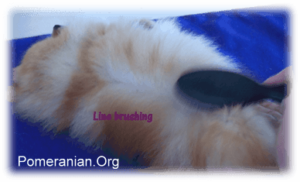 Best Brush for a Pomeranian and Pomeranian Grooming Tools - Pomeranian ...