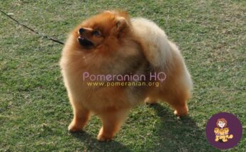 Are Pomeranians Smart Dogs? Pomeranian Intelligence Explained