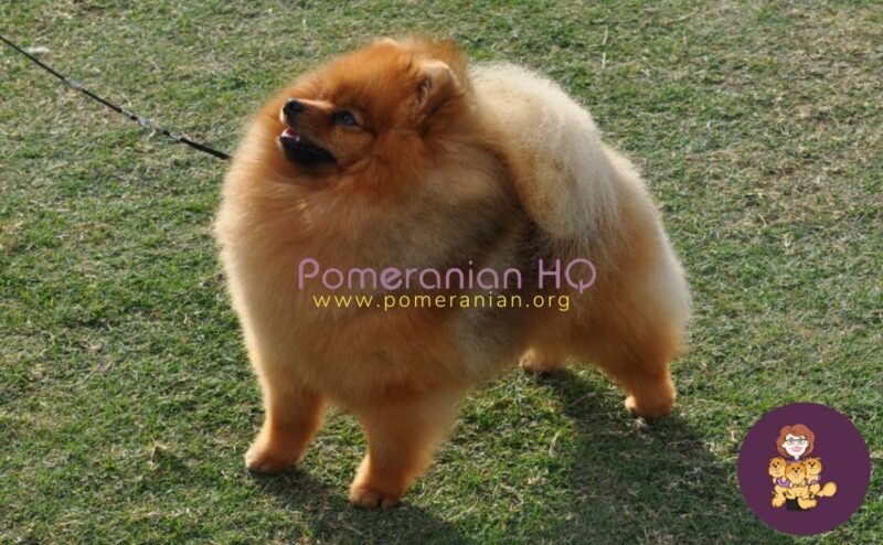 Are Pomeranians Smart Dogs? Pomeranian Intelligence Explained