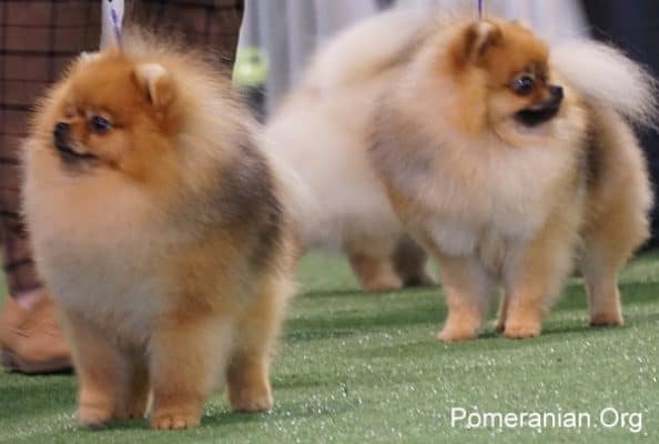 Typical Pomeranian Personality Traits Explained