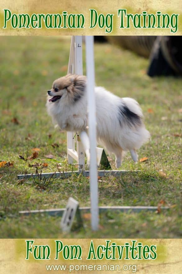 Pomeranian Dog Training and Fun Pom Activities