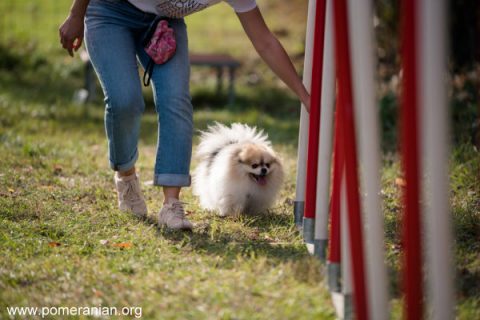 Pomeranian Dog Training and Fun Pom Activities