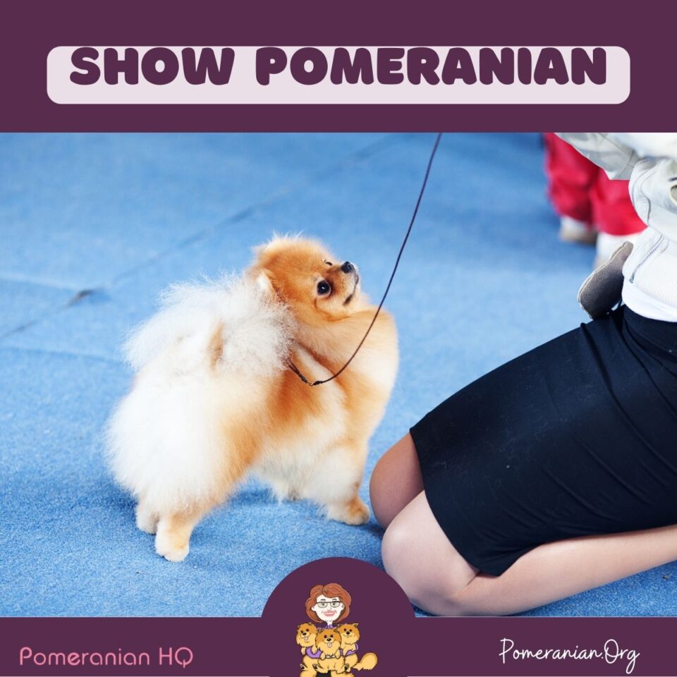 Differences Between The Pomeranian Show Dog And Pet Pomeranians