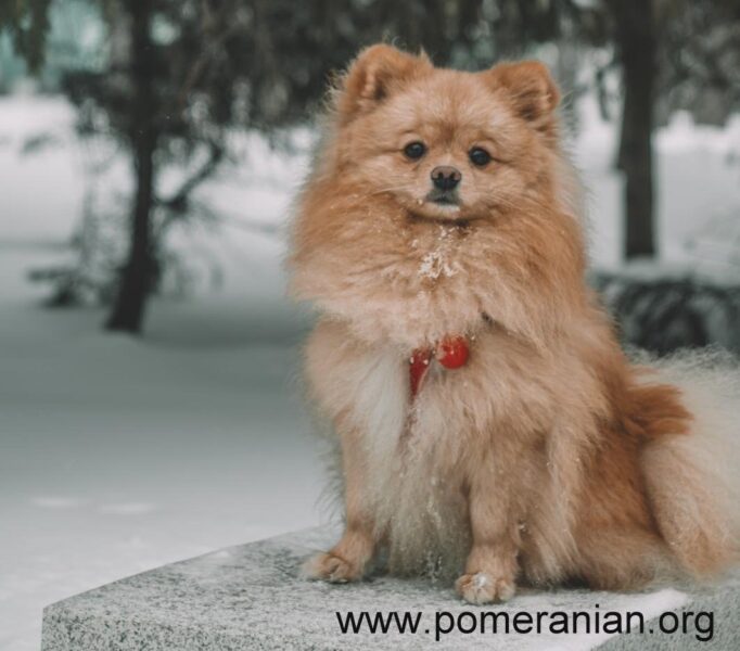 Winter Pomeranian Care Tips