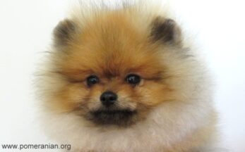 24 Pros and Cons of Owning Pomeranians: Complete Breed Characteristics ...