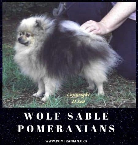 Wolf Sable Pomeranian Dogs