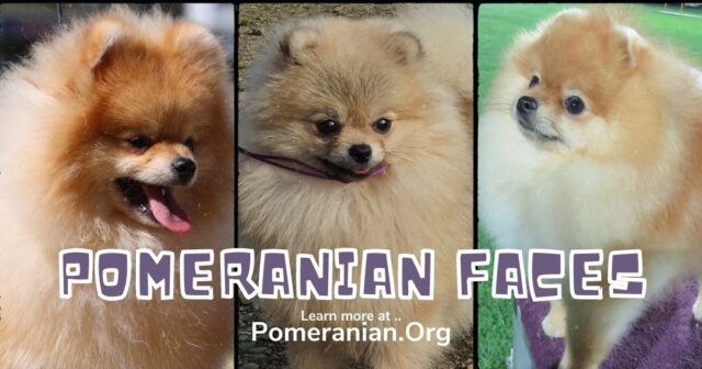 Pomeranian Faces: Teddy Bear Pomeranian, Baby Doll Pomeranian or Fox ...