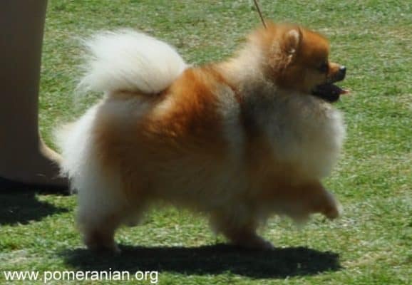 Is the Kennel Cough or Bordetella Vaccine Essential for Pomeranians?