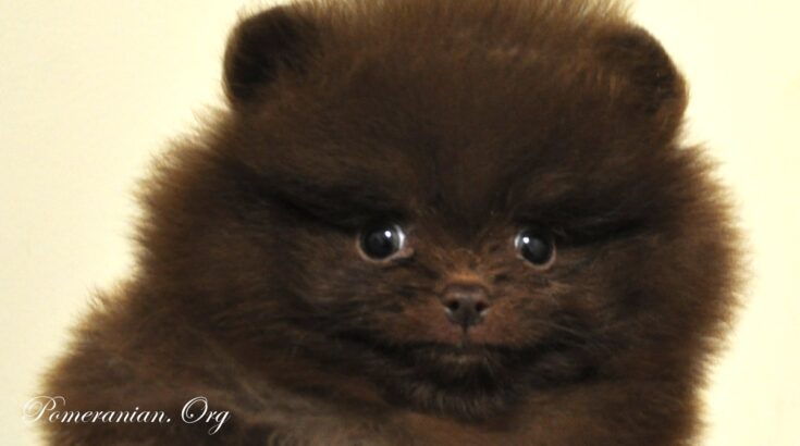 Chocolate Pomeranian (Brown Pomeranian): Color, Genetics & Identification