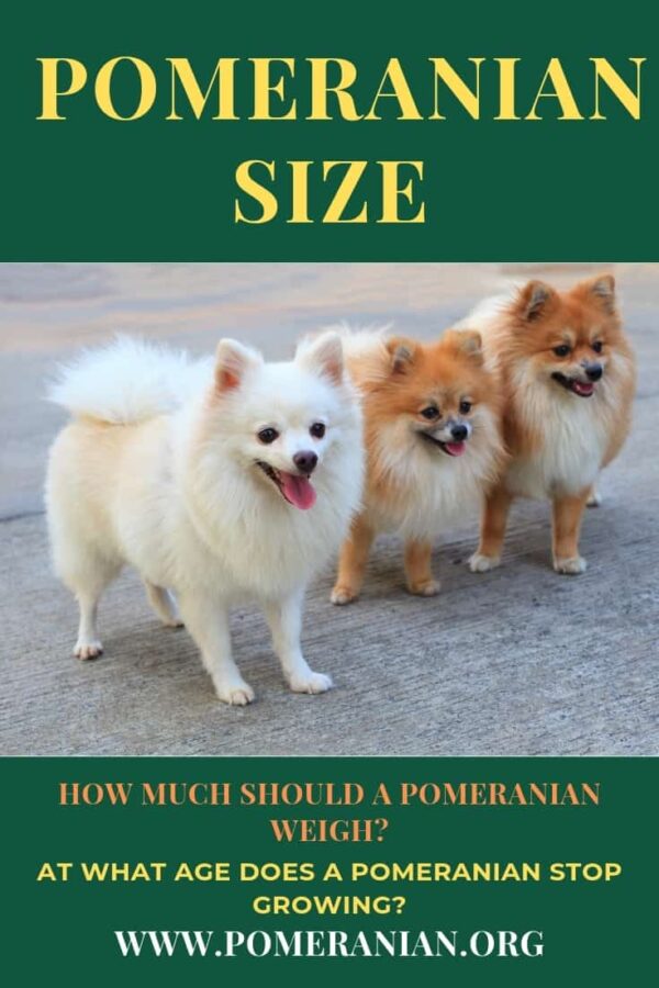 Facts About Pomeranian Size: How Big Do Pomeranians Get? - Pomeranian ...