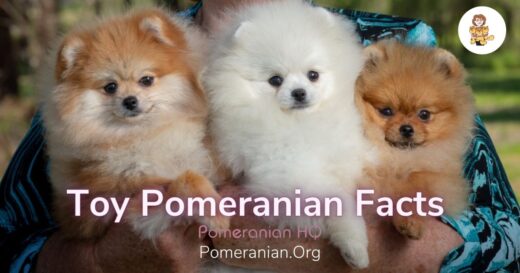 Toy Pomeranian Dog Breed Facts and Information - Pomeranian Headquarters