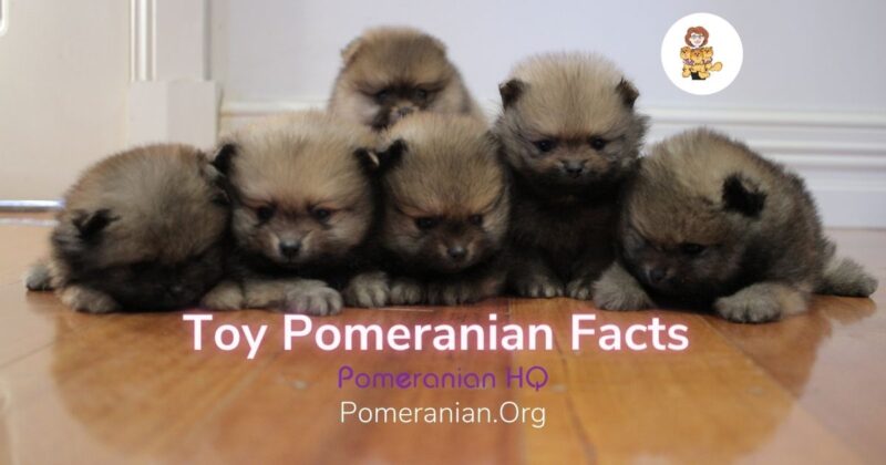 Toy Pomeranian Dog Breed Facts and Information