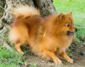 Awesome Throwback Pomeranian Facts You Need to Know
