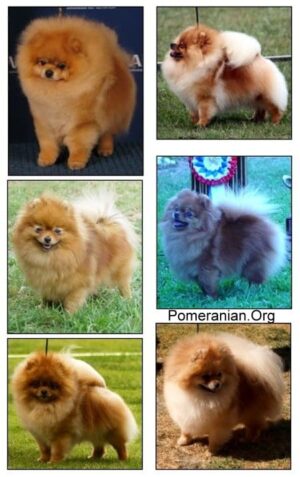 Orange Pomeranians, Red and Orange Sable Pomeranians
