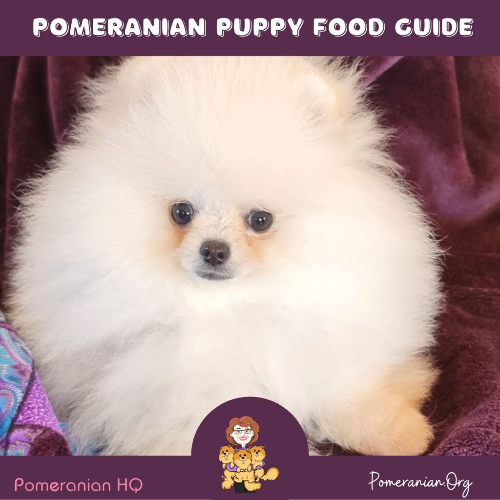 Best Pomeranian Puppy Food Guide - Pomeranian Headquarters