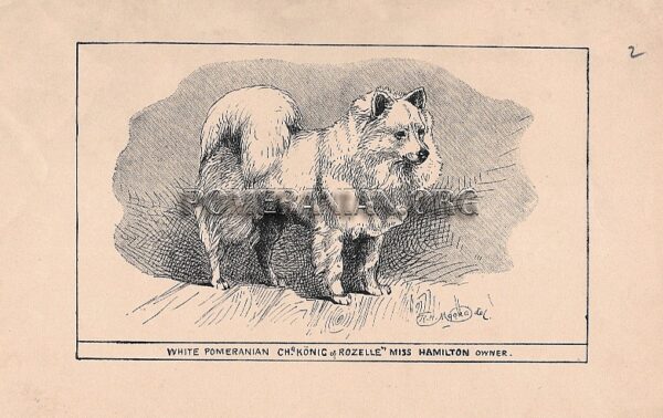 Learn Facts About White Pomeranian Dogs and Puppies - Pomeranian ...