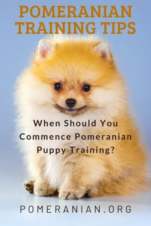 How Do You Discipline A Pomeranian Puppy