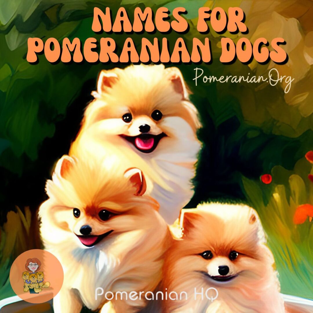 Pomeranian Dog Breed Information and Facts - Pomeranian Headquarters