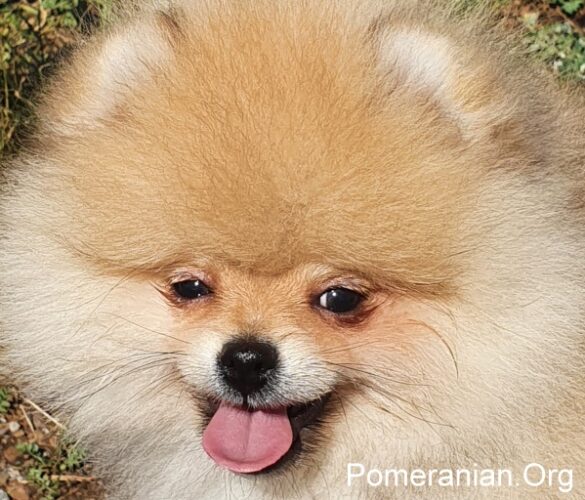 Typical Pomeranian Personality Traits Explained