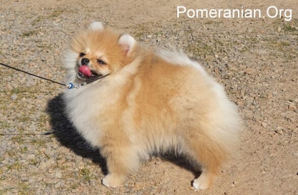 Typical Pomeranian Personality Traits Explained