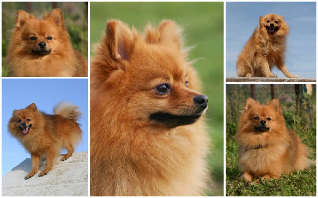 Awesome Throwback Pomeranian Facts You Need to Know