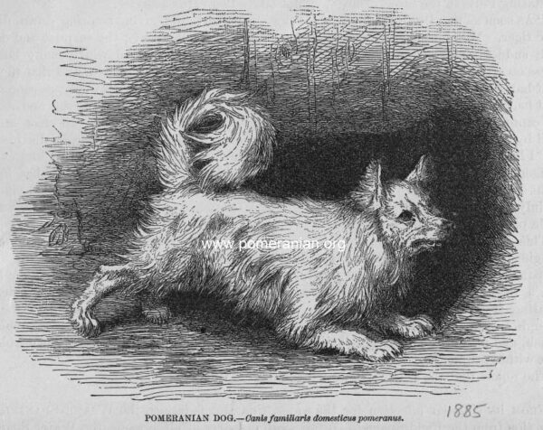 Learn about Pomeranian Origin and Breed History