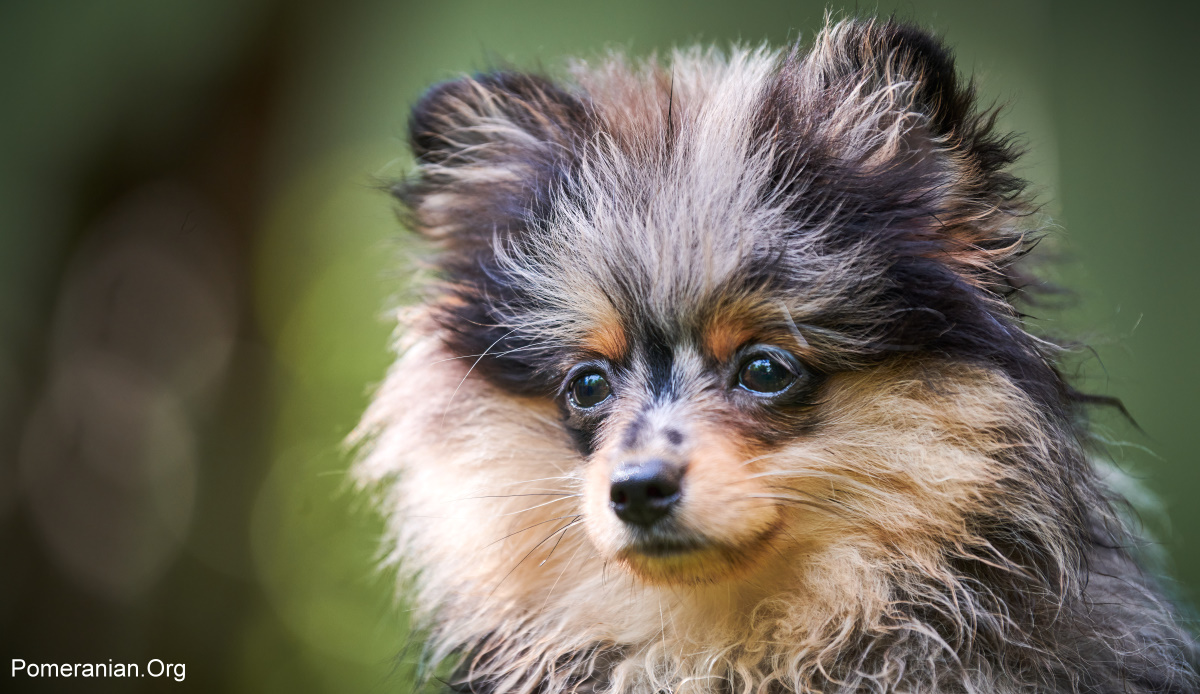 The Colorful History of Merle Pomeranian Dogs