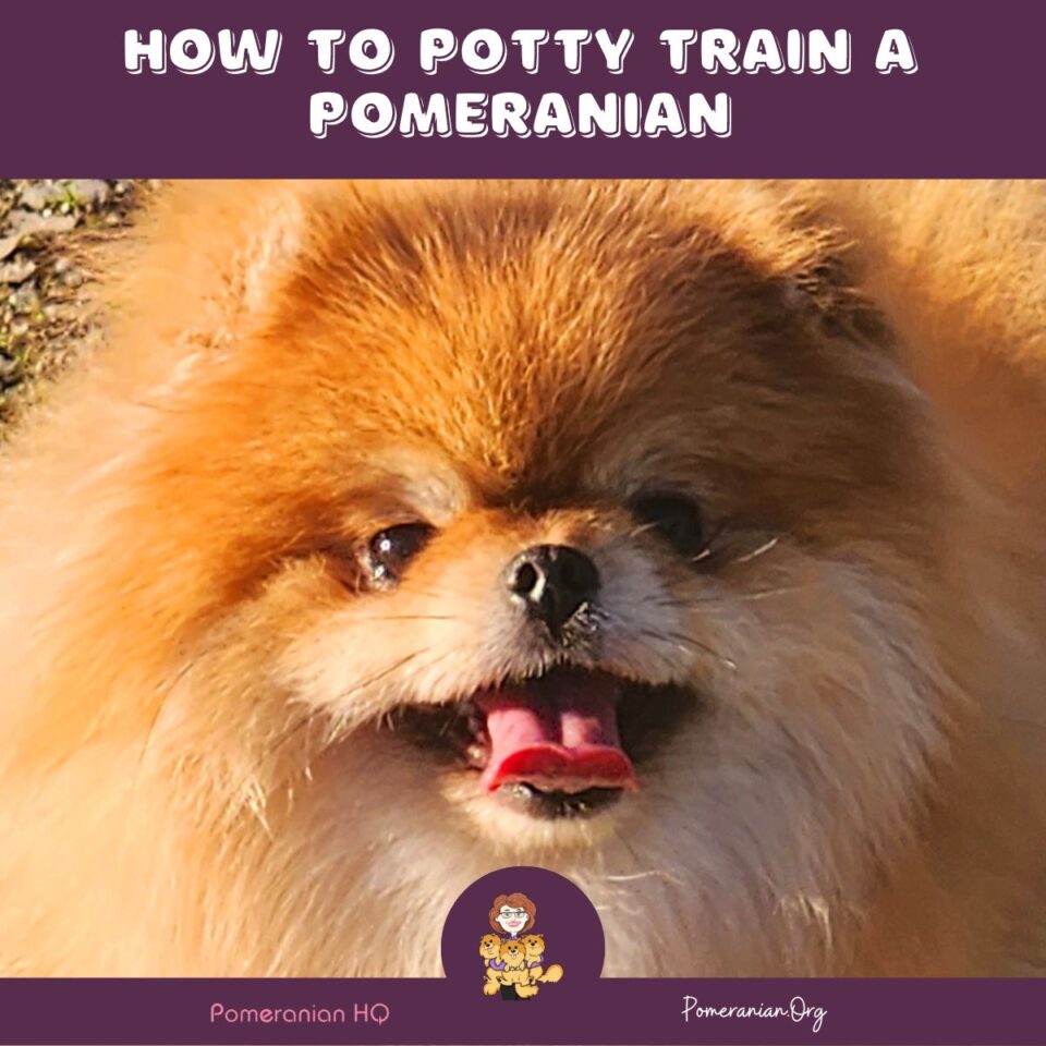 Practical Pomeranian Potty Training Tips - Pomeranian Headquarters