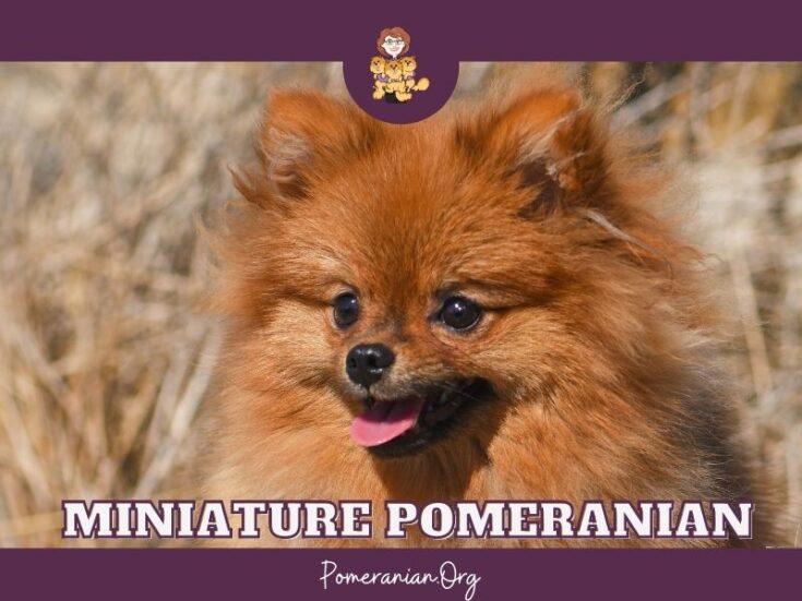 The Complete Guide to the Miniature Pomeranian