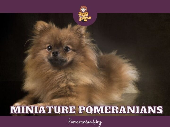 The Complete Guide to the Miniature Pomeranian