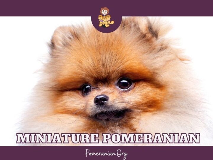 The Complete Guide to the Miniature Pomeranian