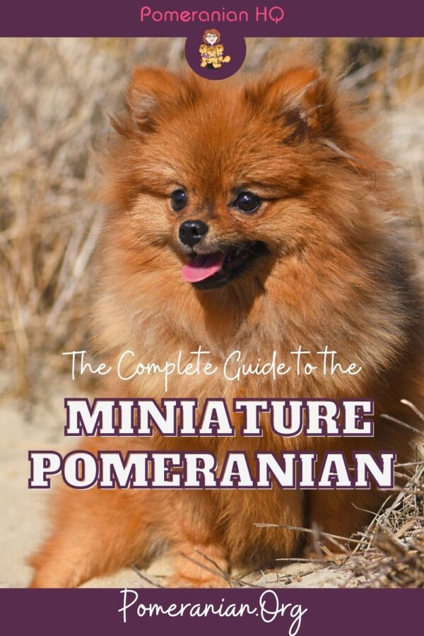 The Complete Guide to the Miniature Pomeranian