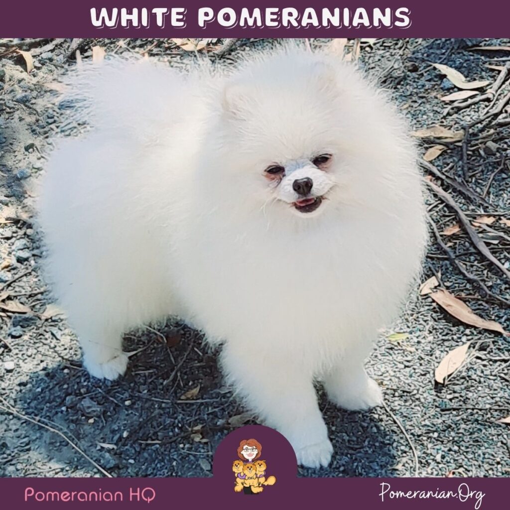 Learn The Truth About White Pomeranian Dogs and Puppies