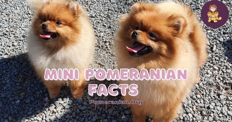 Mini Pomeranian Dog Breed Facts and Information