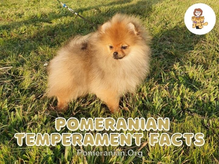 All You Need To Know About The Pomeranian Temperament