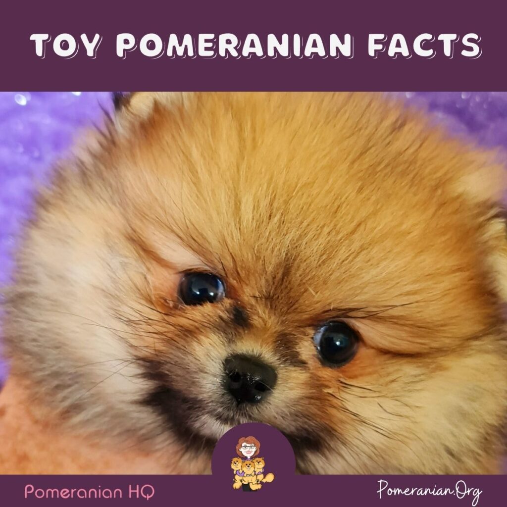 Toy Pomeranian Dog Breed Facts and Information - Pomeranian Headquarters