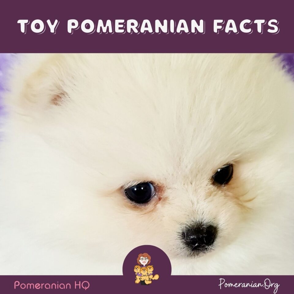 Toy Pomeranian Dog Breed Facts and Information - Pomeranian Headquarters