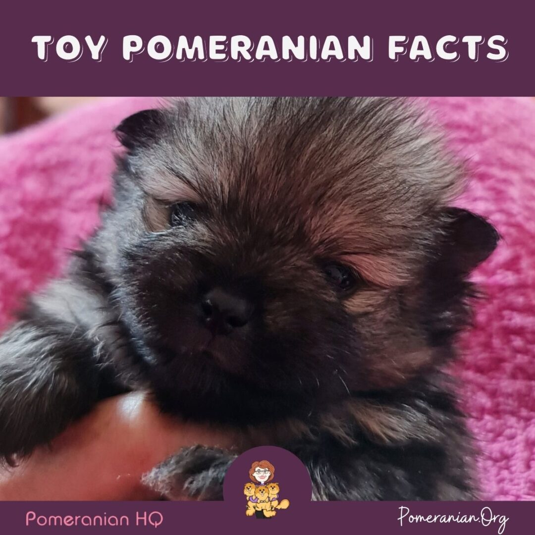 Toy Pomeranian Dog Breed Facts and Information - Pomeranian Headquarters