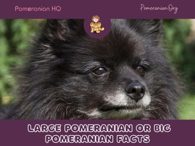 Awesome Throwback Pomeranian Facts You Need to Know