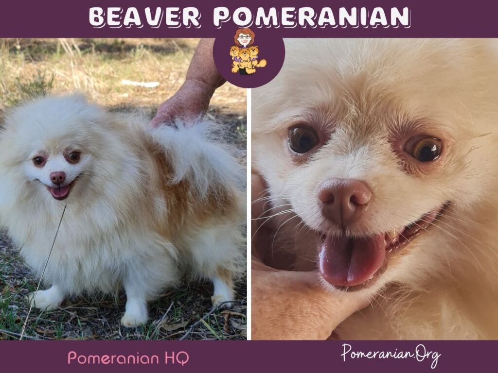 The Top 25 Popular Pomeranian Colors: Complete List With Photos and Details