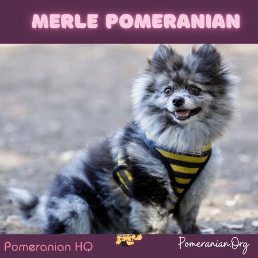 Merle Pomeranian Dogs — Facts, Genetics, and Health insights
