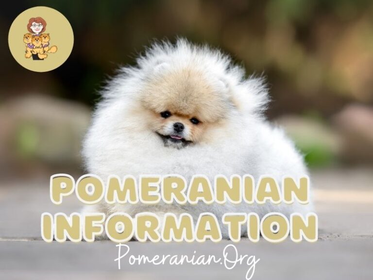 Pomeranian Facts and Information. #1 Pomeranian Blog