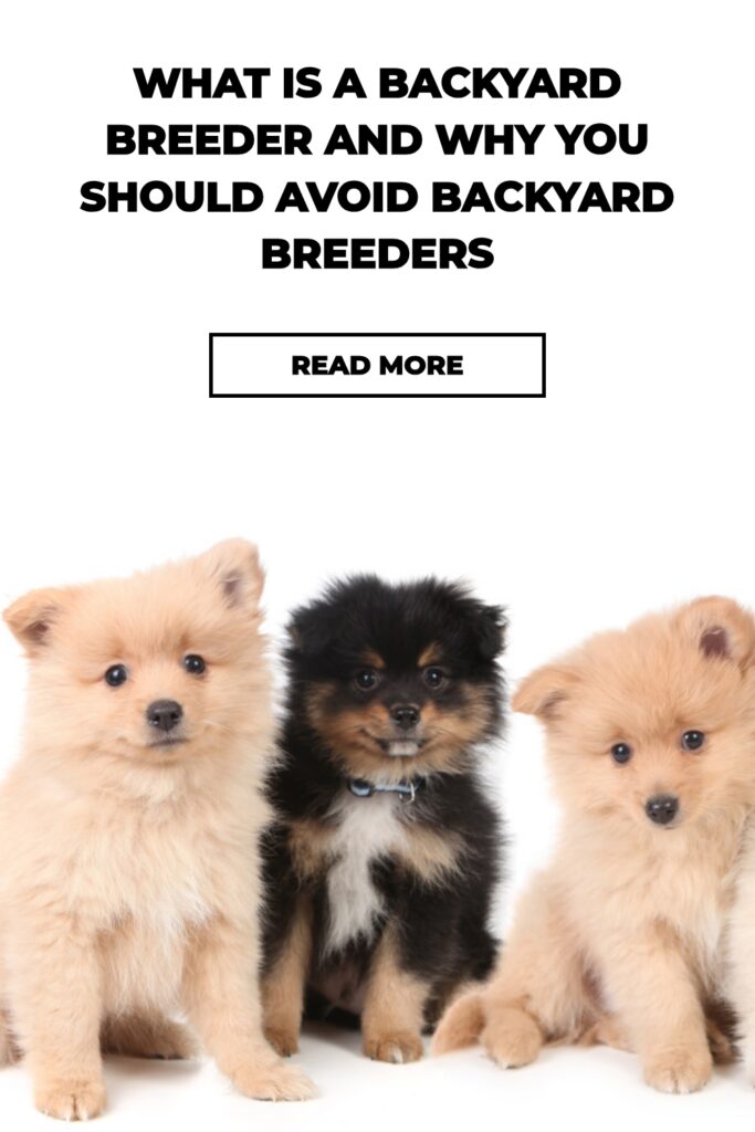 What is a Backyard Breeder? Backyard Breeder vs Reputable Breeder