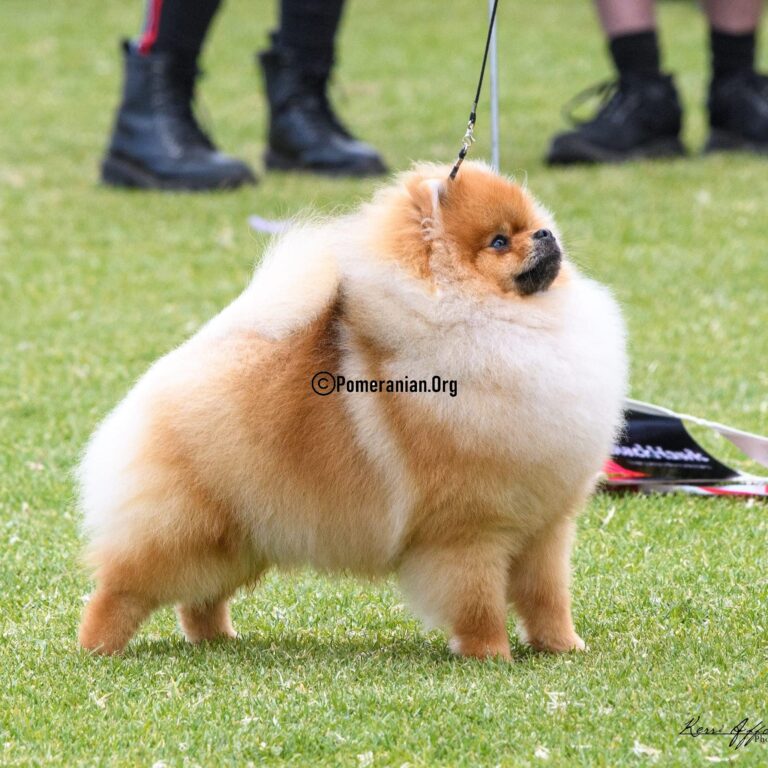Pomeranian Dog Breed Information and Facts - Pomeranian Headquarters