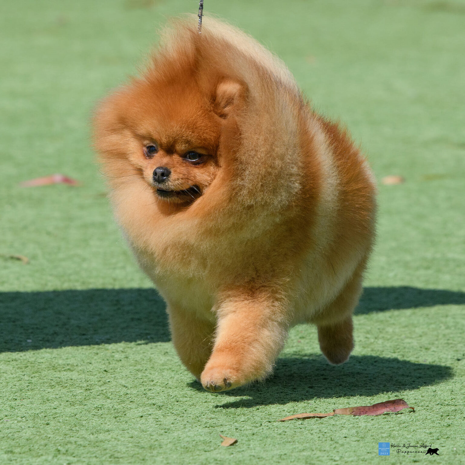 Pomeranian Dog Breed Information and Facts - Pomeranian Headquarters