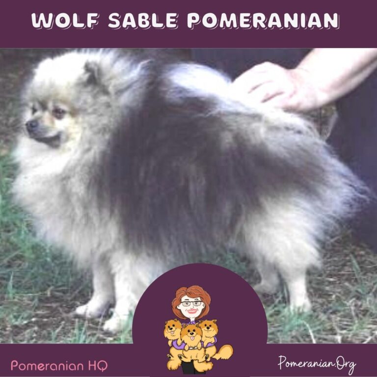 Complete Rare Pomeranian Colors—full Details with Photos. - Pomeranian ...