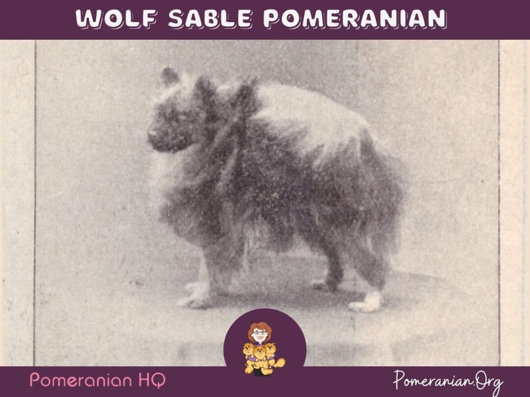 The Complete Guide To Wolf Sable Pomeranian Dogs