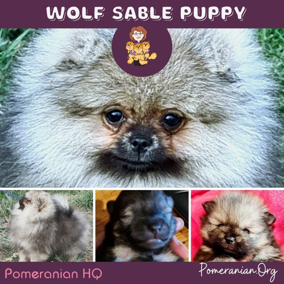 The Complete Guide To Wolf Sable Pomeranian Dogs